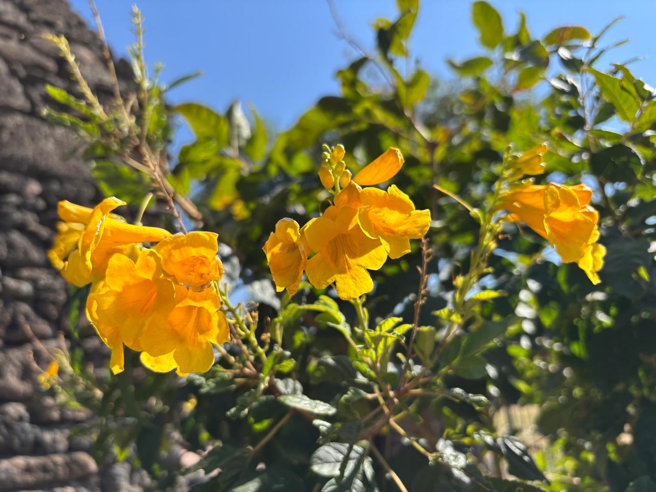 WhatsApp_Image_2025-04-08_at_3.39.29_PM.jpg?v=1744149331